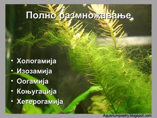 зелене алге | PPT