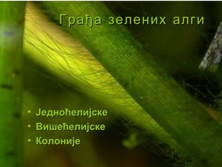 зелене алге | PPT