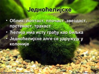 зелене алге | PPT