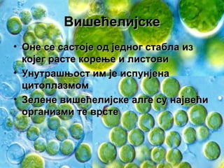 зелене алге | PPT