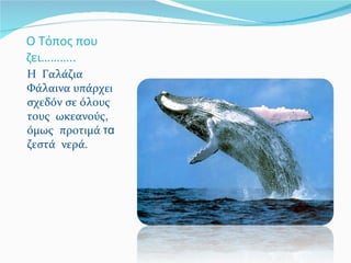 γαλάζια φάλαινα | PPT
