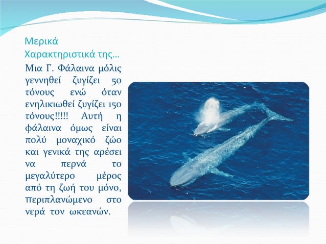 γαλάζια φάλαινα | PPT