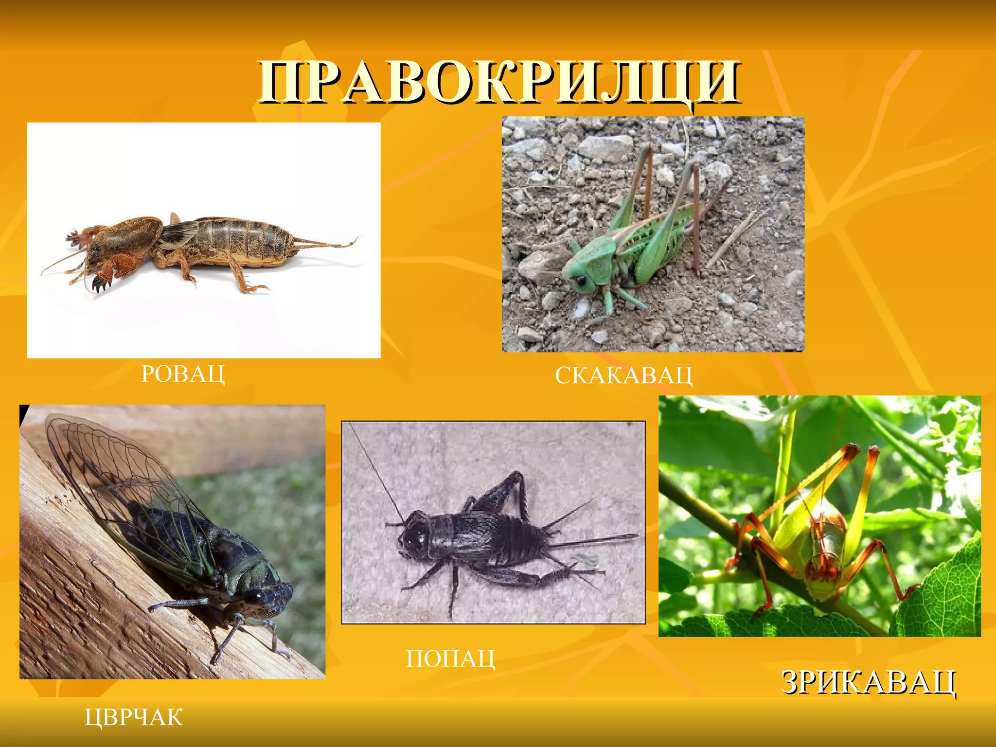 Insekti raznovrsnost 6. razred | PPT