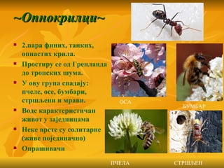 Insekti raznovrsnost 6. razred | PPT