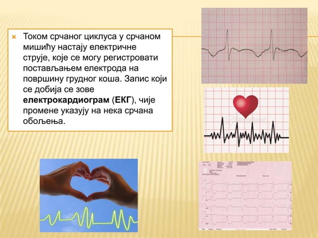 срце сисара | PPT