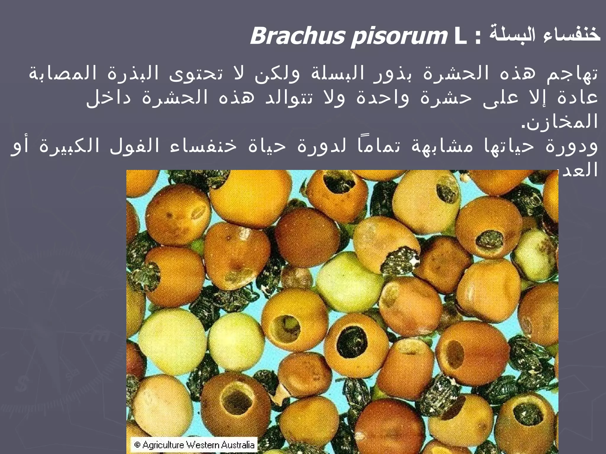 أهم الآفات التى تصيب المحاصيل البقوليه | PPT