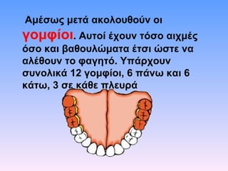 Τα δόντια | PPT