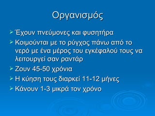 ΔΕΛΦΙΝΙΑ | PPT