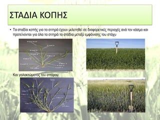 Κτηνοτροφικά φυτά | PPT