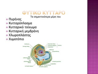 η δομη του κυτταρου δημήτρης και χρήστος | PPTX