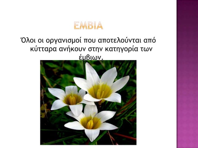 η δομη του κυτταρου δημήτρης και χρήστος | PPTX