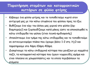 παρουσίαση μικροσκοπίας στο εκφε | PPT