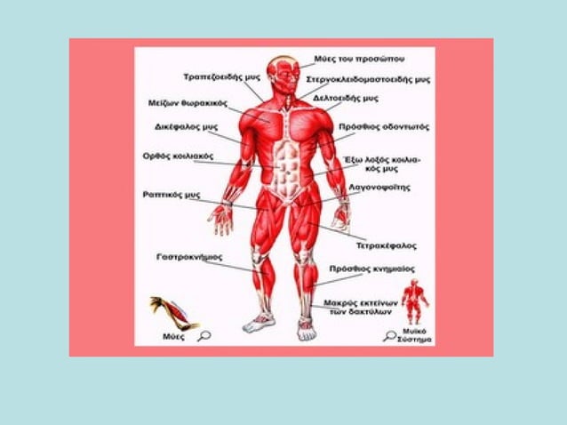 μυϊκό σύστημα | PPT