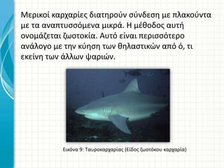 Η Αναπαραγωγή στον Καρχαρία | PPTX