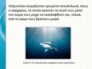 Η Αναπαραγωγή στον Καρχαρία | PPTX
