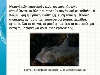 Η Αναπαραγωγή στον Καρχαρία | PPTX