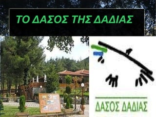 το δασος της δαδιας | ODP