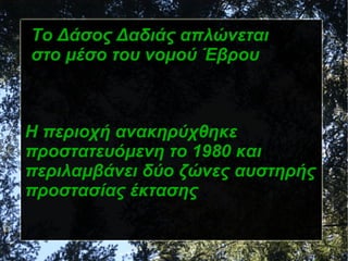 το δασος της δαδιας | ODP