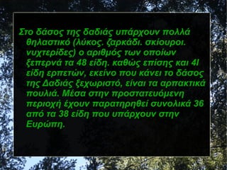 το δασος της δαδιας | ODP