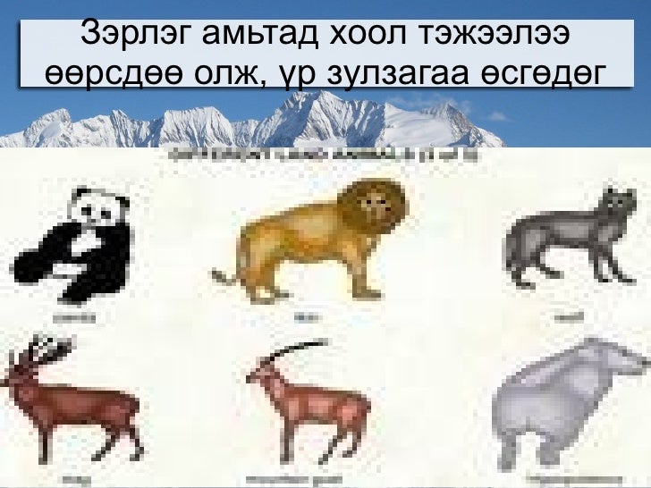 зэрлэг амьтад