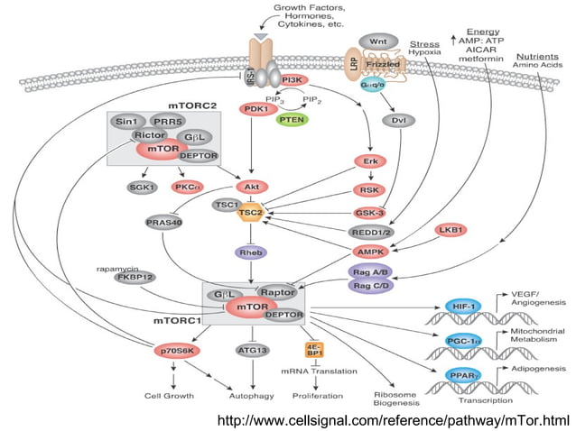 mTOR inhibitor in cancer | PPT