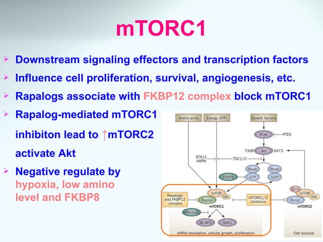 mTOR inhibitor in cancer | PPT