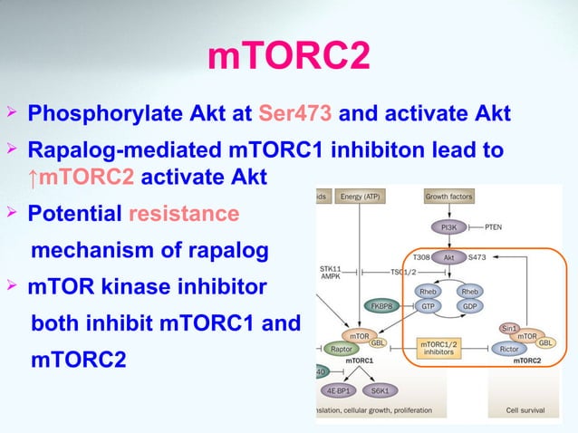 mTOR inhibitor in cancer | PPT