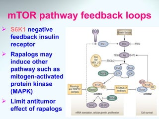 mTOR inhibitor in cancer | PPT