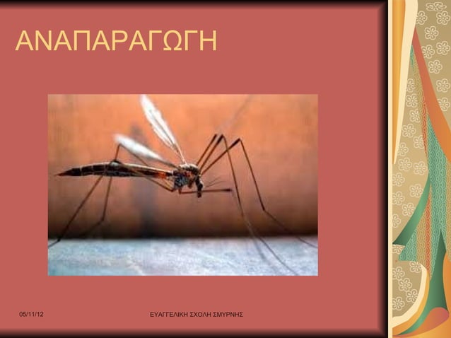Η Αναπαραγωγή στο Κουνούπι | PPT