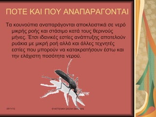 Η Αναπαραγωγή στο Κουνούπι | PPT