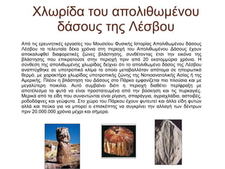 απολιθωμένο δάσος μυτιλήνης | ODP