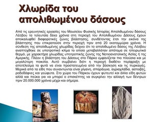 απολιθωμενο δασοσ | PPT