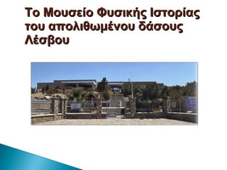 απολιθωμενο δασοσ | PPT