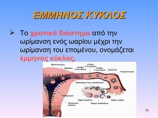 Η Αναπαραγωγή στον Άνθρωπο - Γυναίκα | PPT