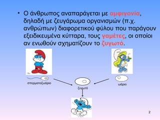 Η Αναπαραγωγή στον Άνθρωπο - Γυναίκα | PPT