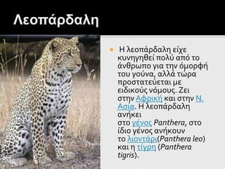 Αιλουροειδή | PPTX