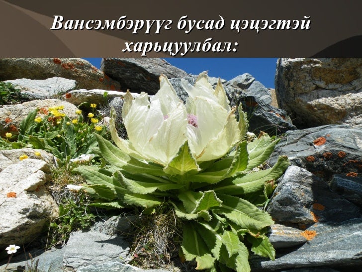 б явуухулангийн вансэмбэрүү