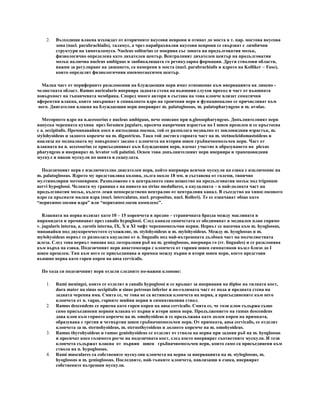 Инервация на ЛЧО | DOCX