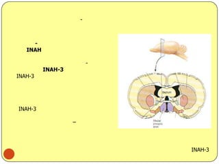 היצג במסתורי המוח | PPT