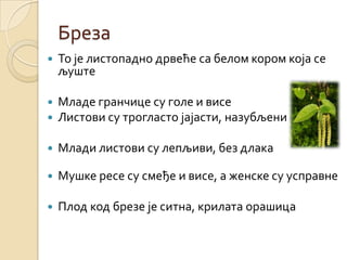 Храстови и брезе | PPT