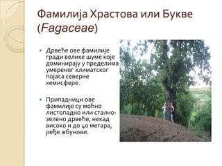 Храстови и брезе | PPT