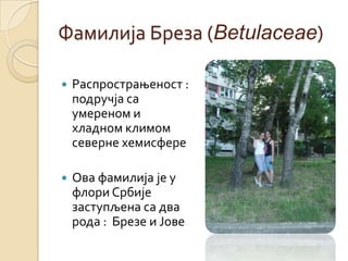 Храстови и брезе | PPT
