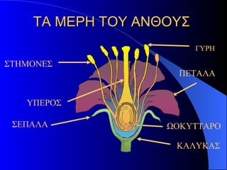 τα μέρη του άνθους | PPT
