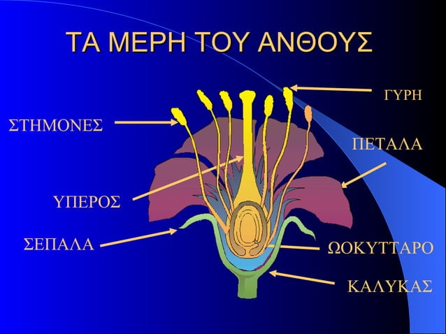 τα μέρη του άνθους | PPT