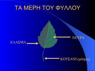τα μέρη του άνθους | PPT