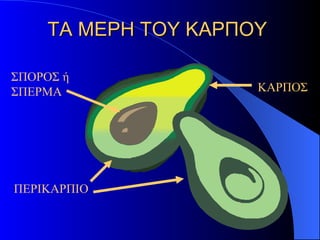τα μέρη του άνθους | PPT
