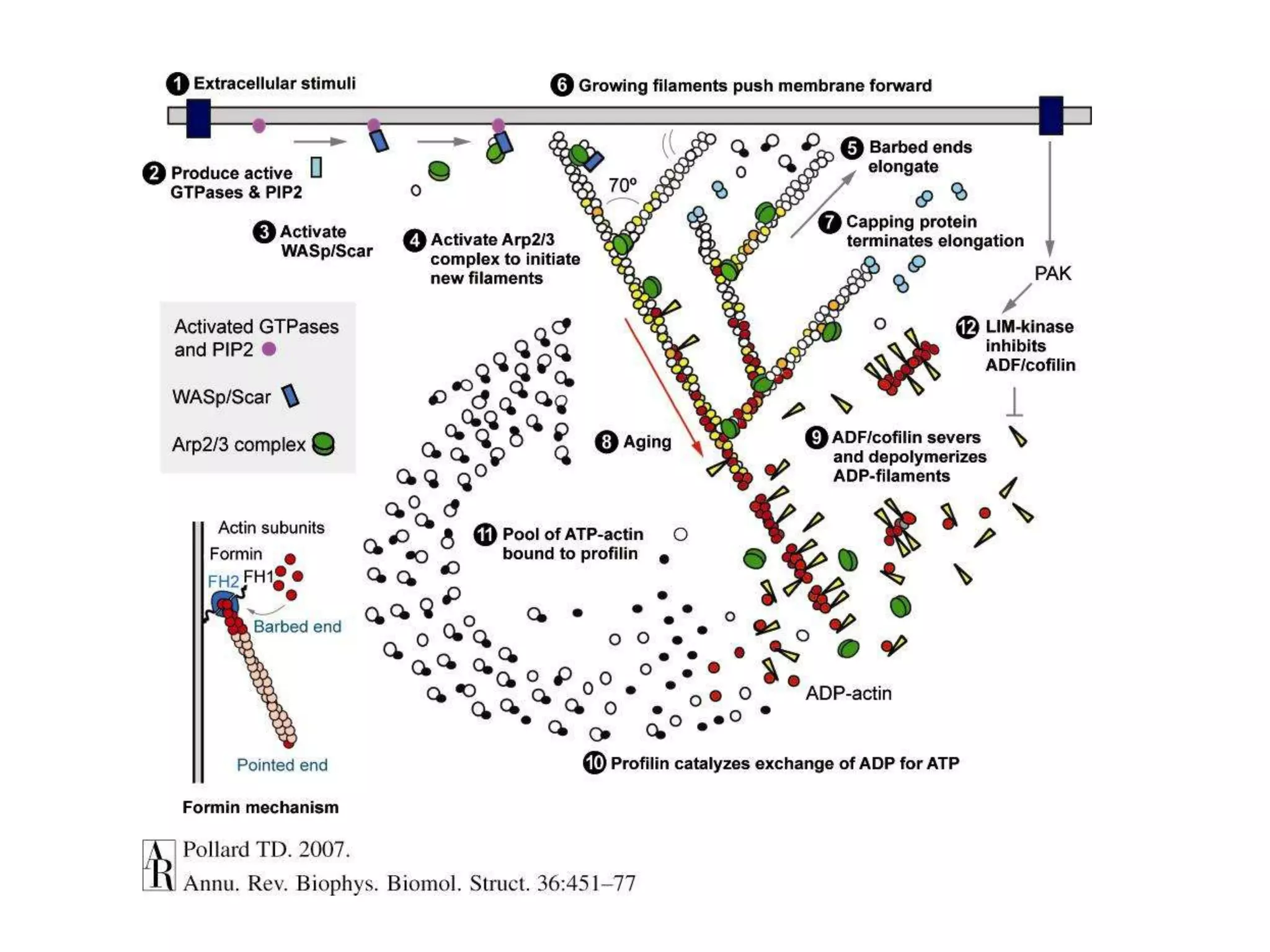 Structural Basis of Actin Nucleation | PPTX