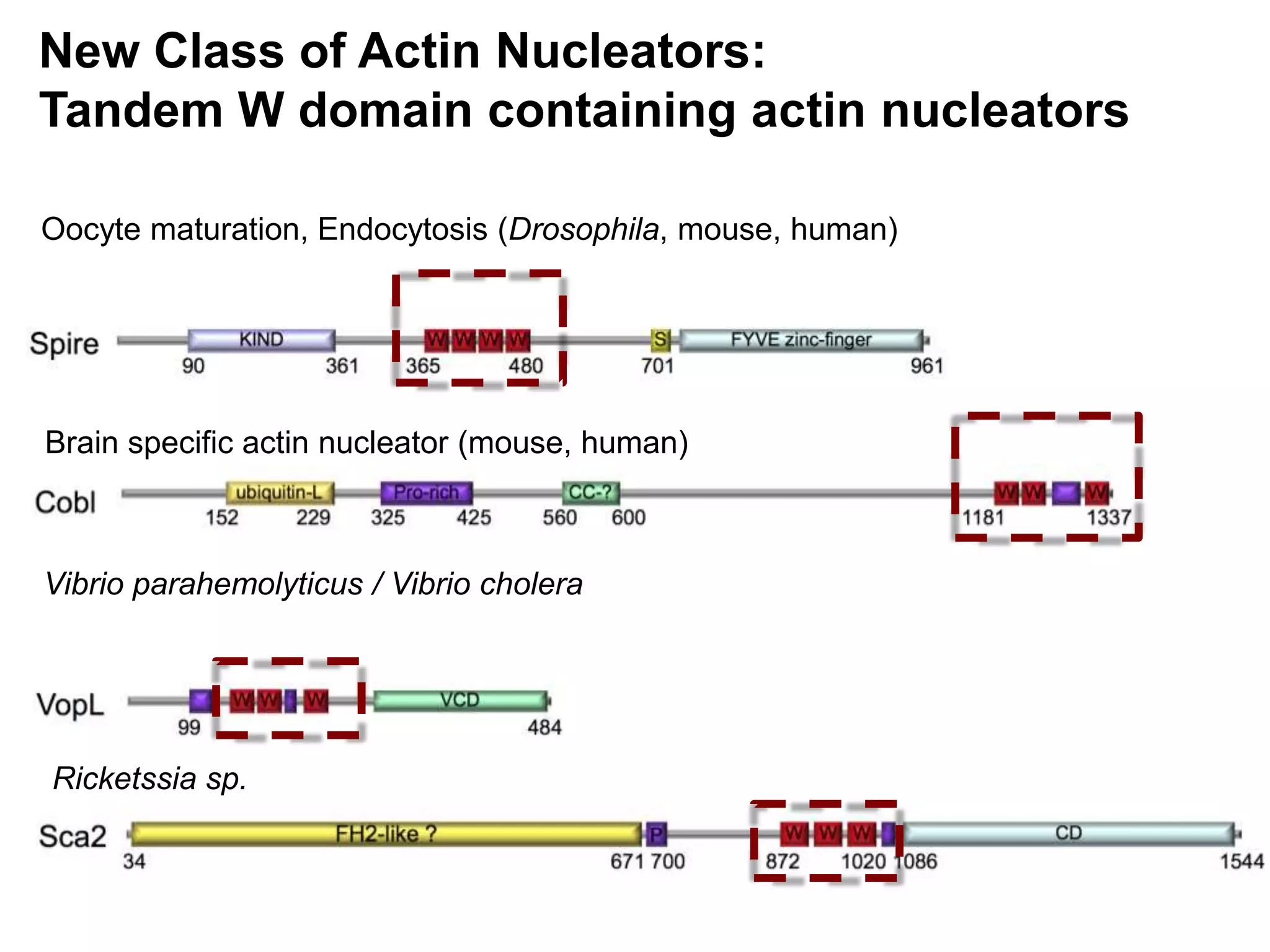 Structural Basis of Actin Nucleation | PPTX