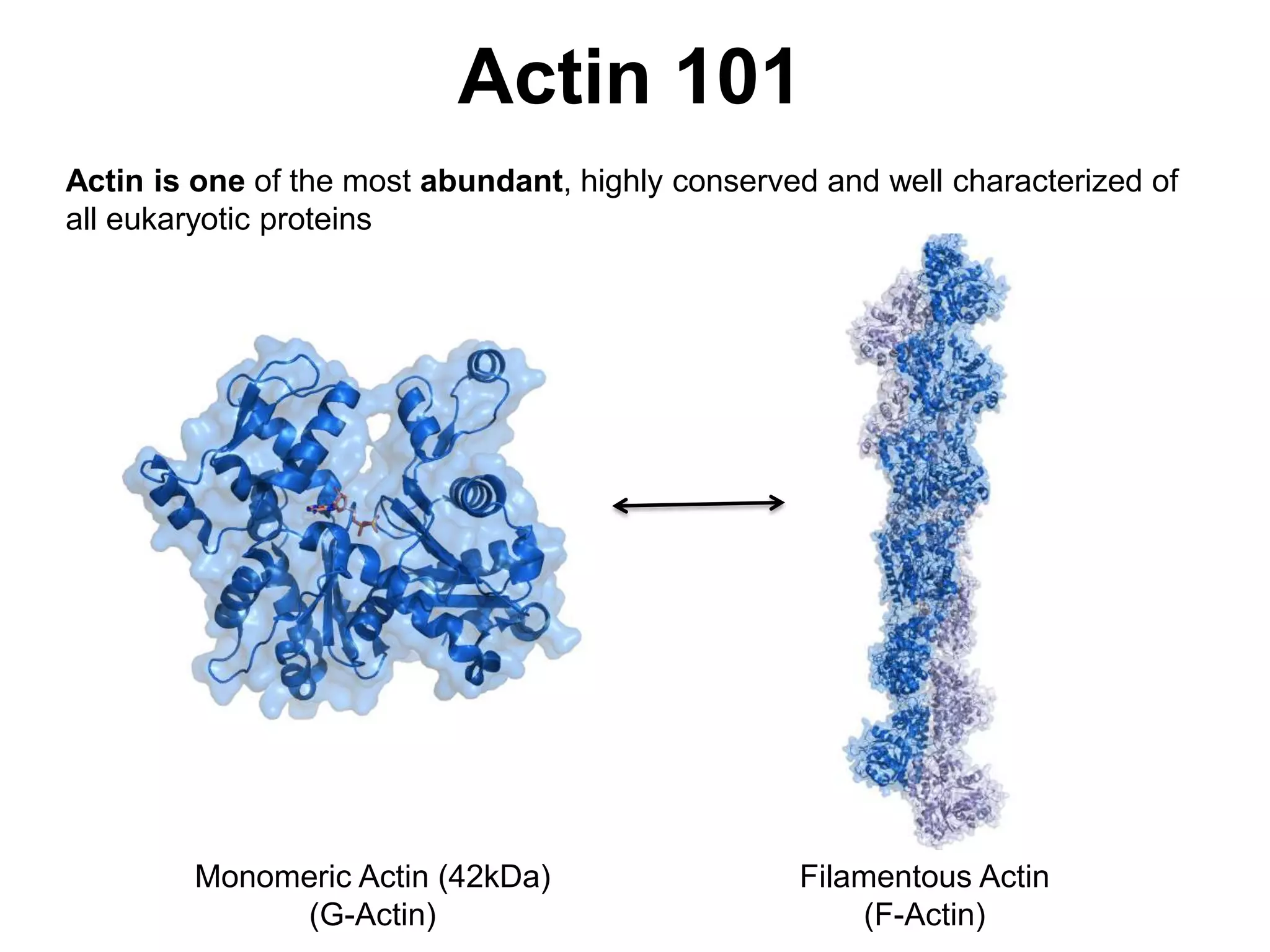 Structural Basis of Actin Nucleation | PPT