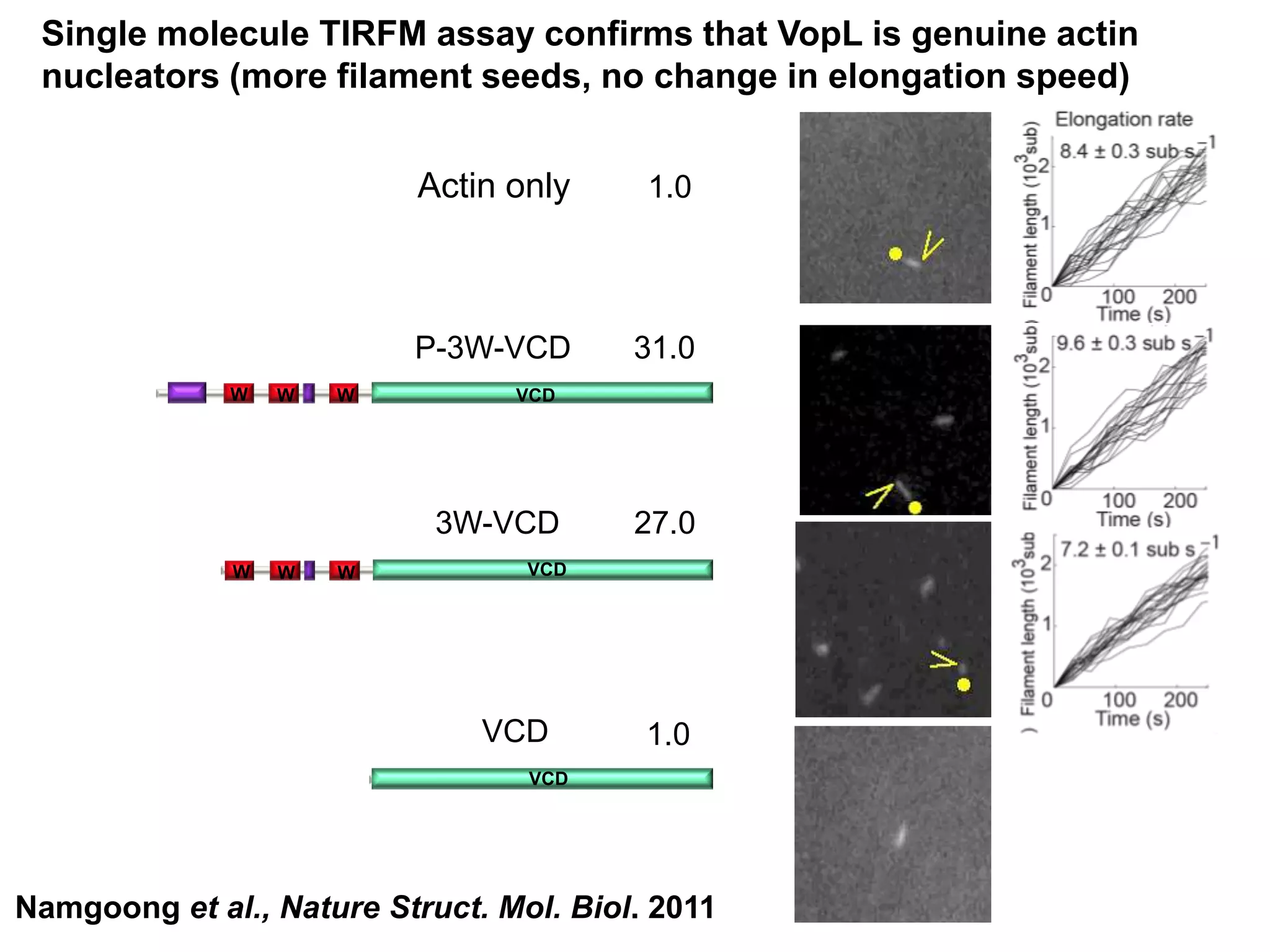 Structural Basis of Actin Nucleation | PPTX